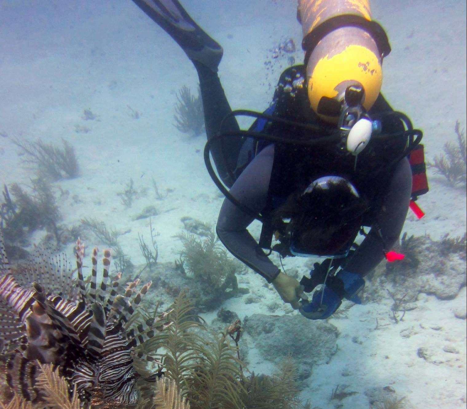 USF College of Marine Science - The Legacy Begins in 1967 when USF Opened