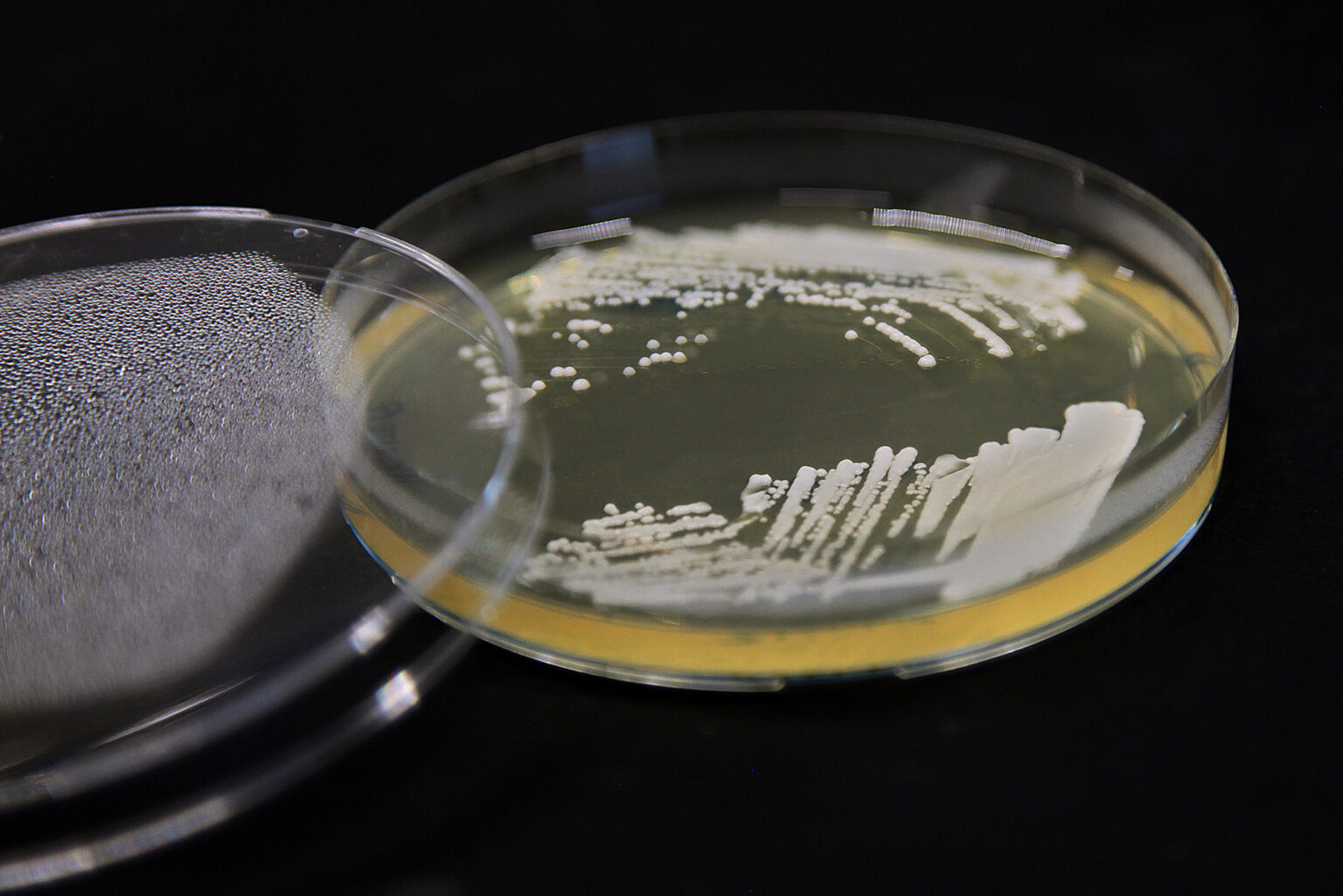 NOVELYEAST-SUPERIOR YEAST AS A TARGET AND A TOOL - Innovations of the World